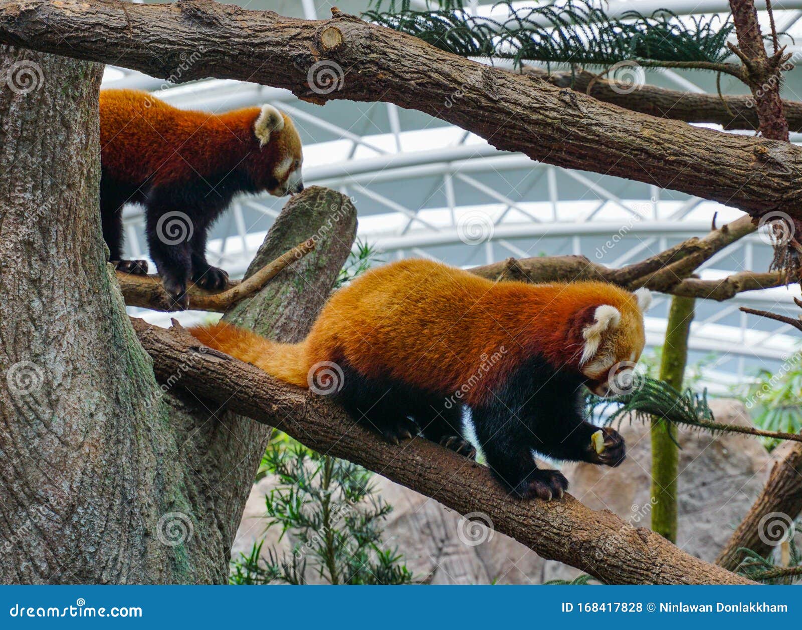 Red Weasel Playing on a Tree in the Zoo Stock Photo - Image of european ...