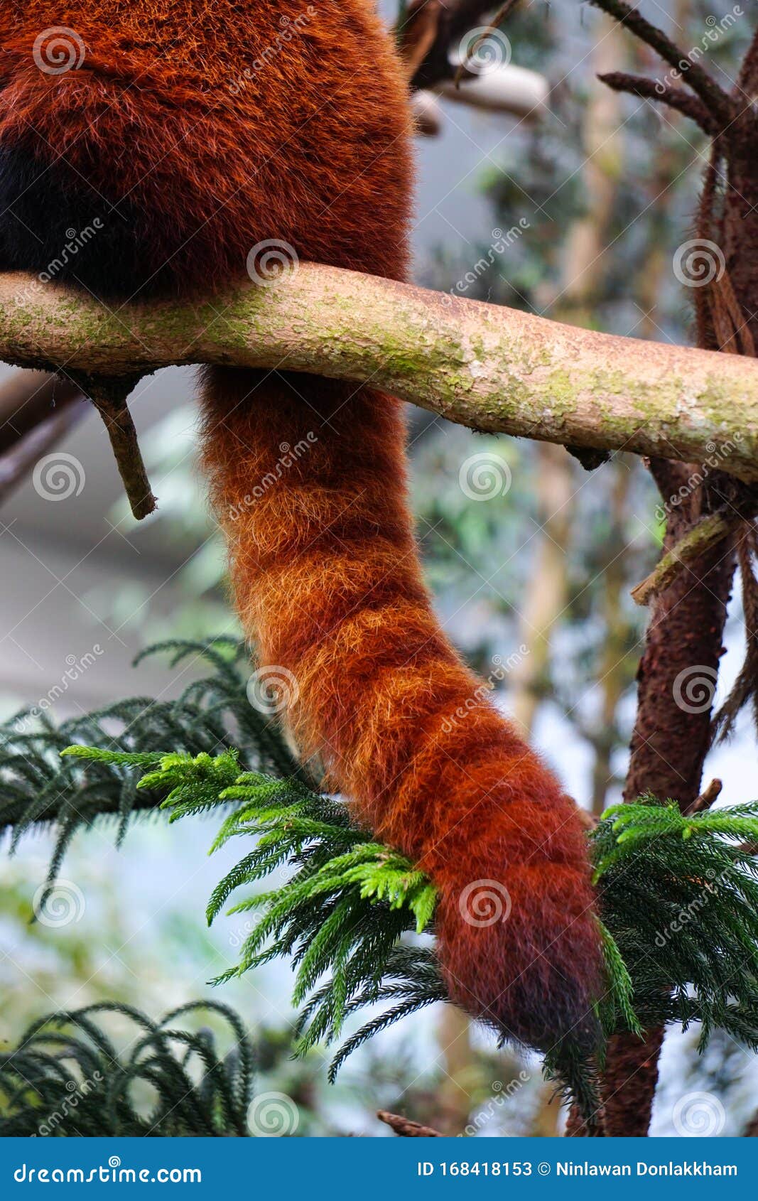 Red Weasel Playing on a Tree in the Zoo Stock Image - Image of colored ...