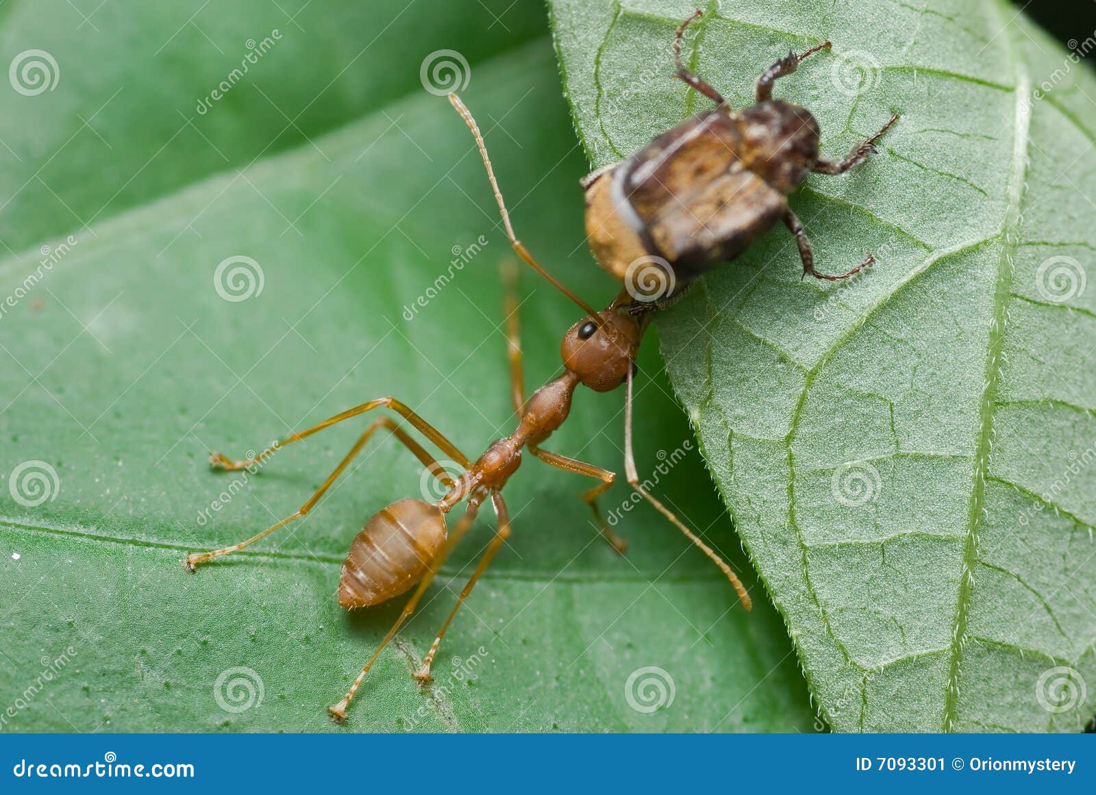 A Red Weaver Ant and Beetle Stock Image - Image of brown, weaver: 7093301