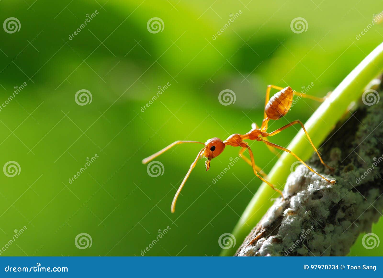 Red weaver ant stock photo. Image of animal, tree, wildlife - 97970234