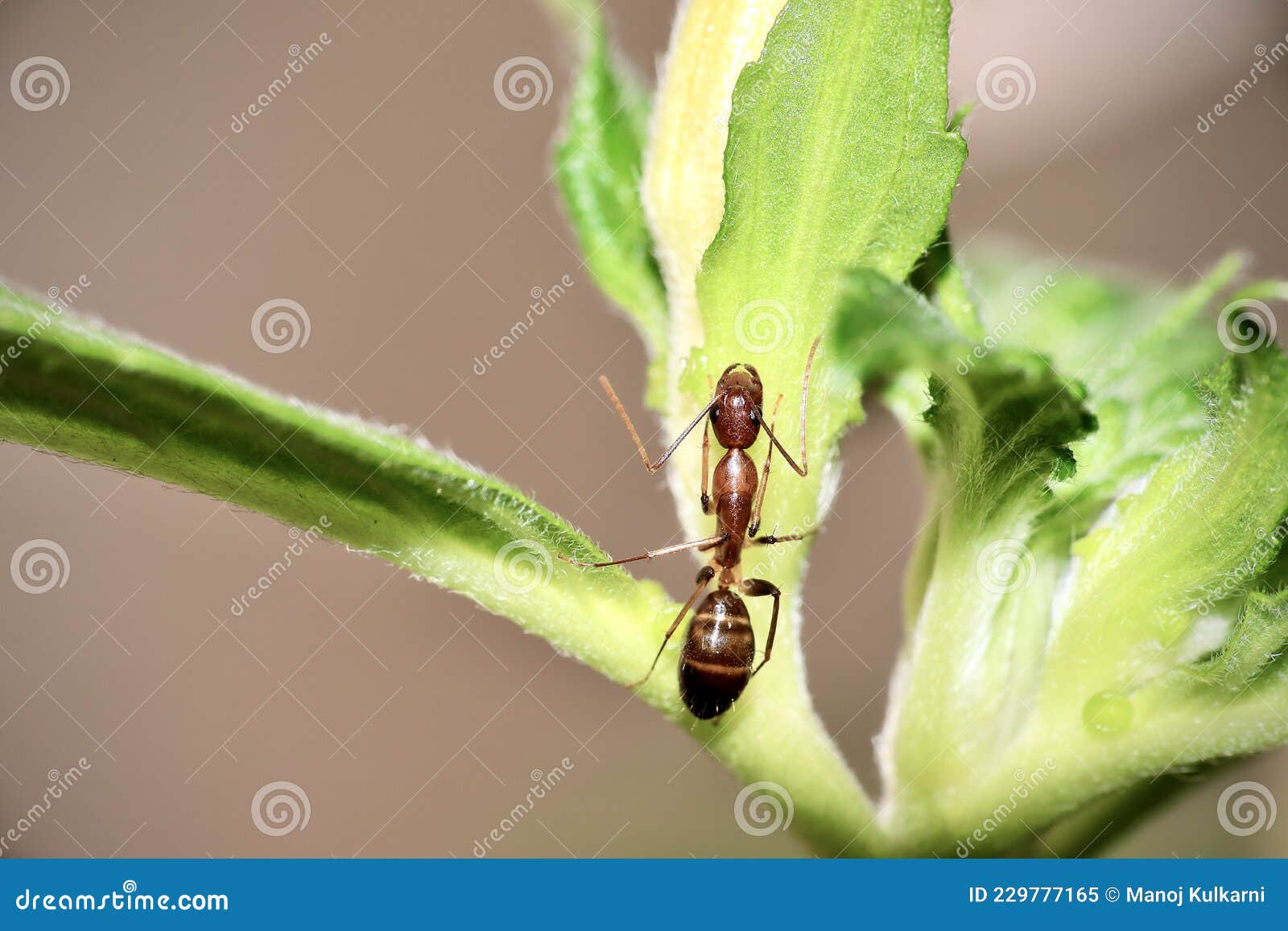 Red Weaver Ant stock image. Image of garden, closeup - 229777165
