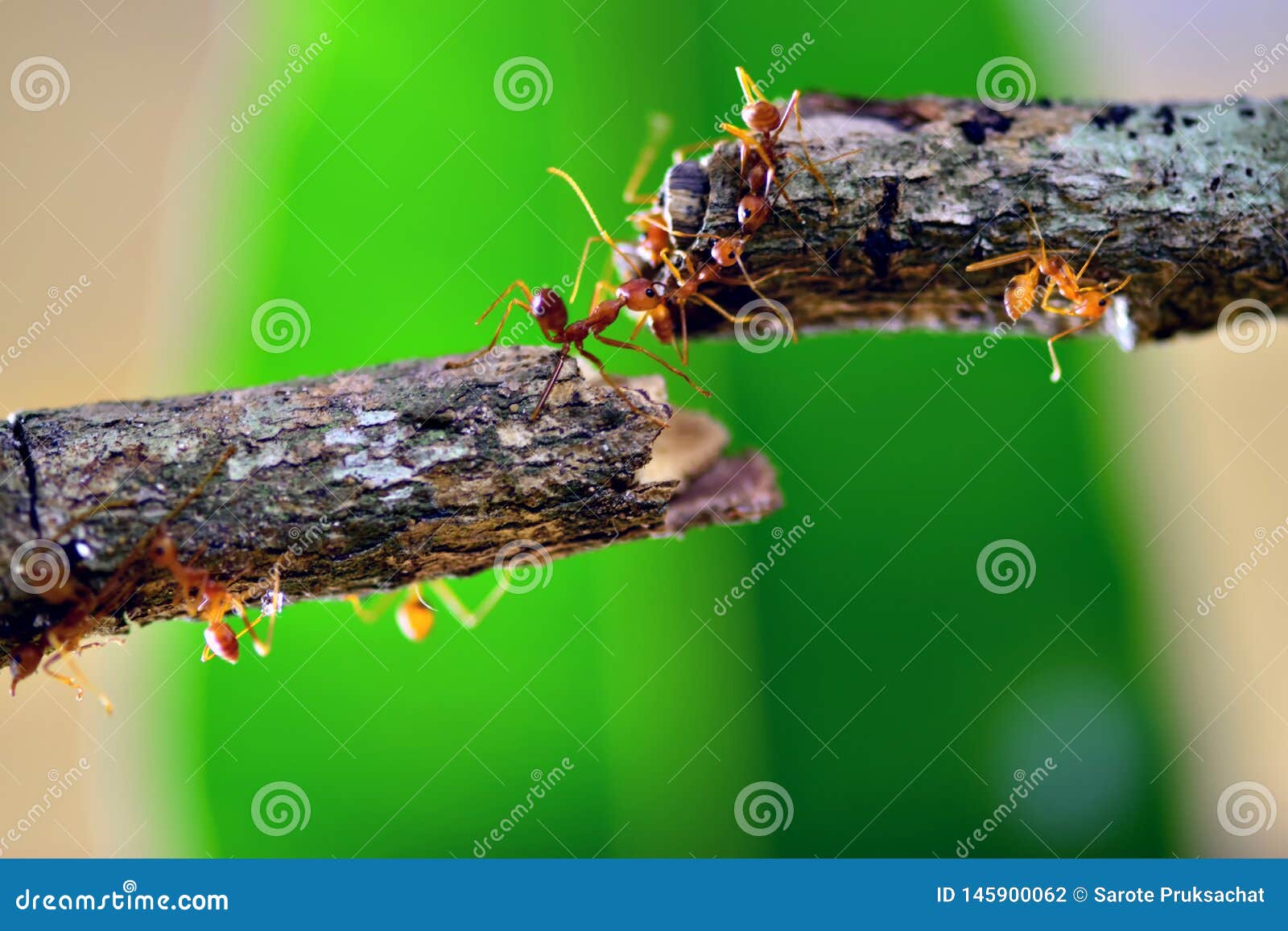Red Weaver Ants Teamwork, Red Ants Teamwork. Concept Of Teamwork ...