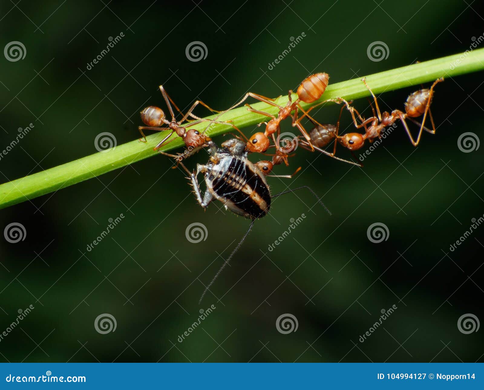 Red Weaver Ants Teamwork,Red Ants Teamwork Stock Image - Image of ...