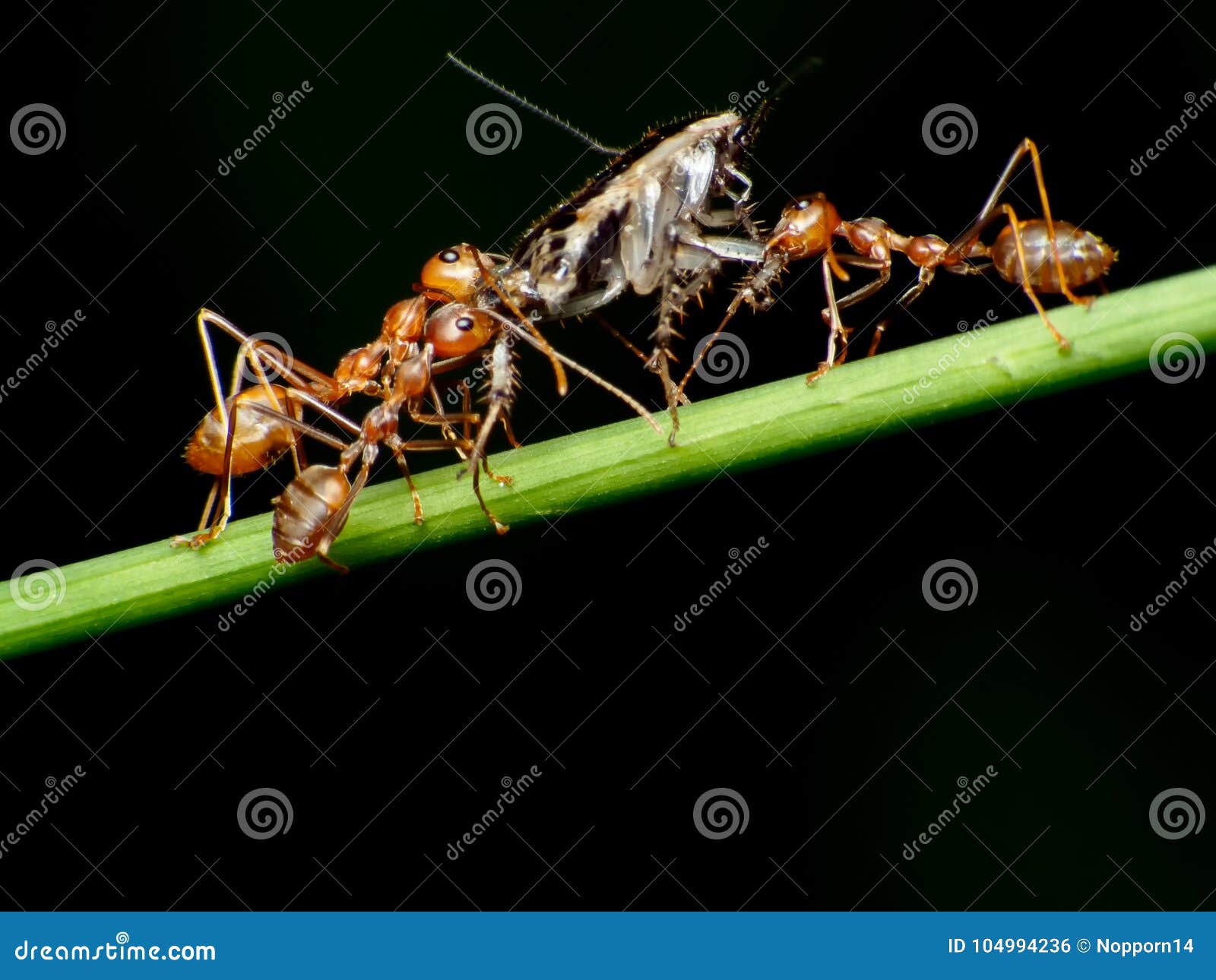 Red Weaver Ants Teamwork,Red Ants Teamwork Stock Photo - Image of ...
