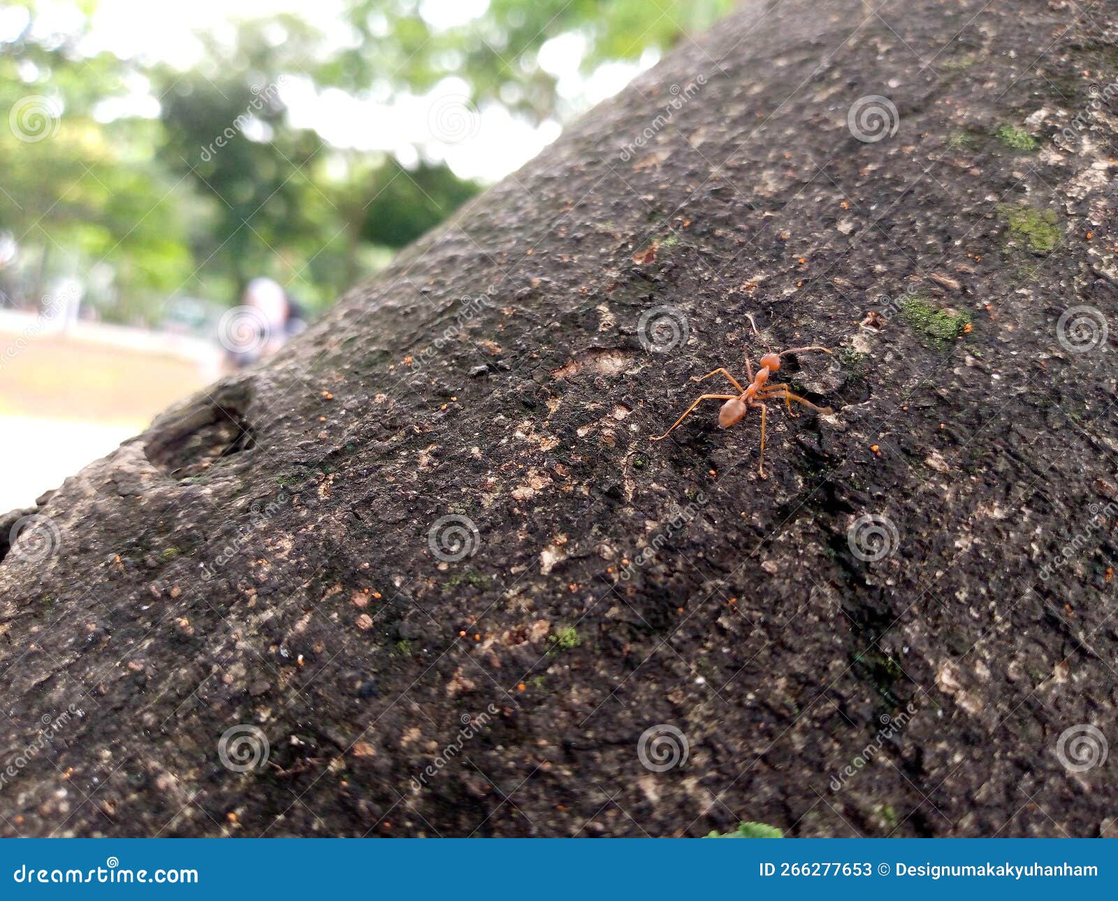 Red Weaver Ants on the Tree Stock Image - Image of outdoor, park: 266277653