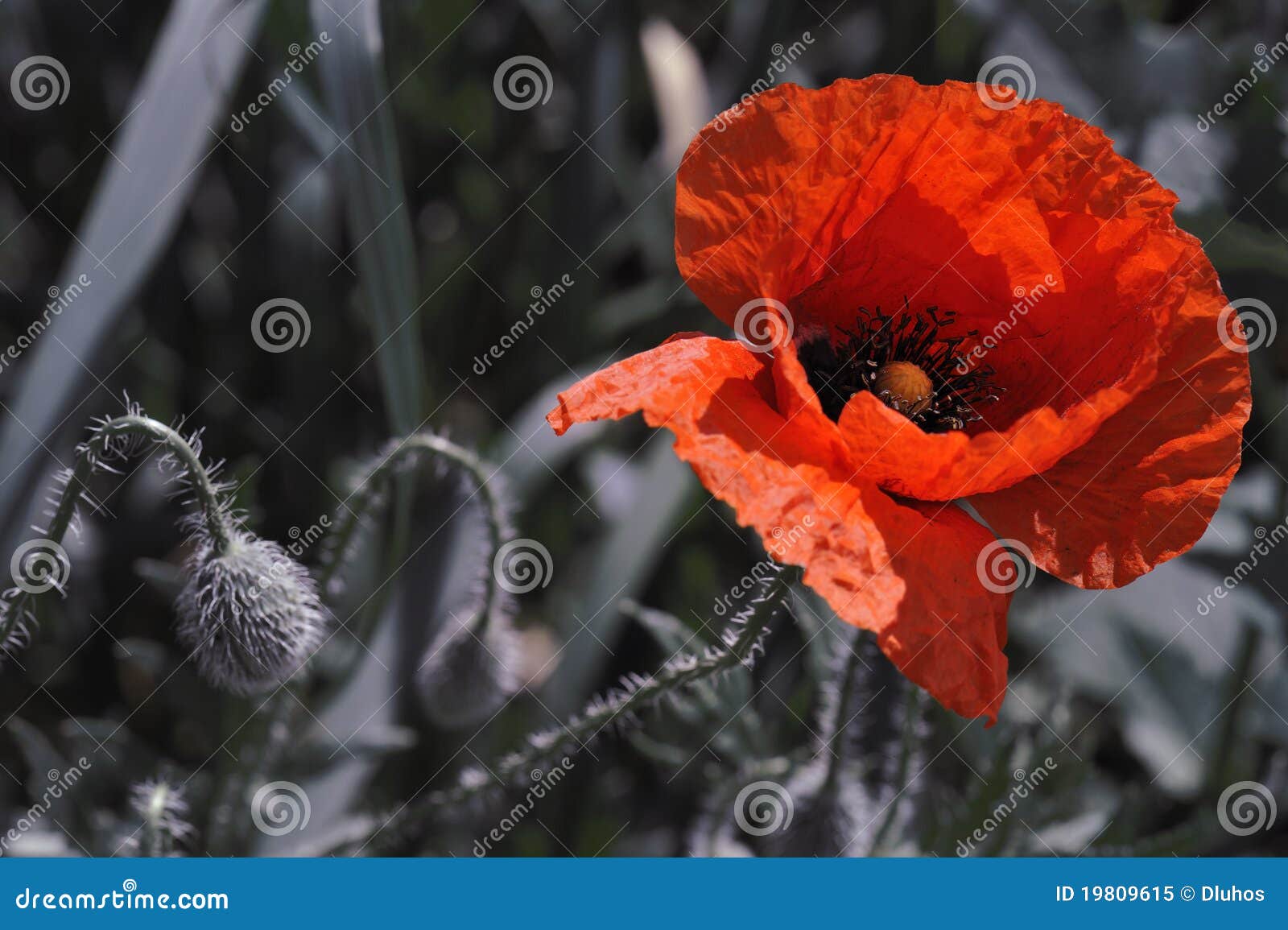 Red weed stock image. Image of field, detail, light, botanic - 19809615