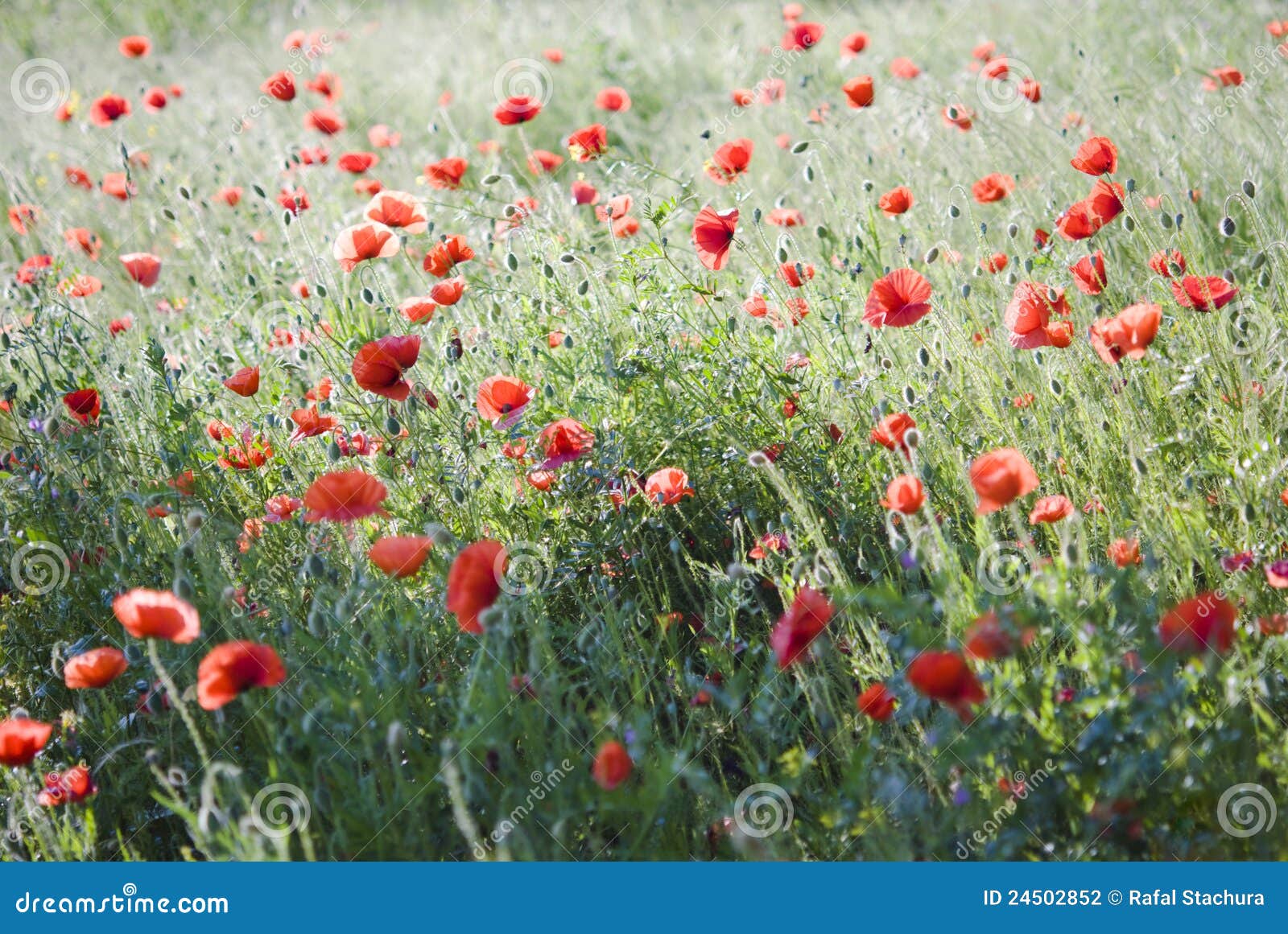 Red weed stock photo. Image of outdoor, bloom, gardening - 24502852
