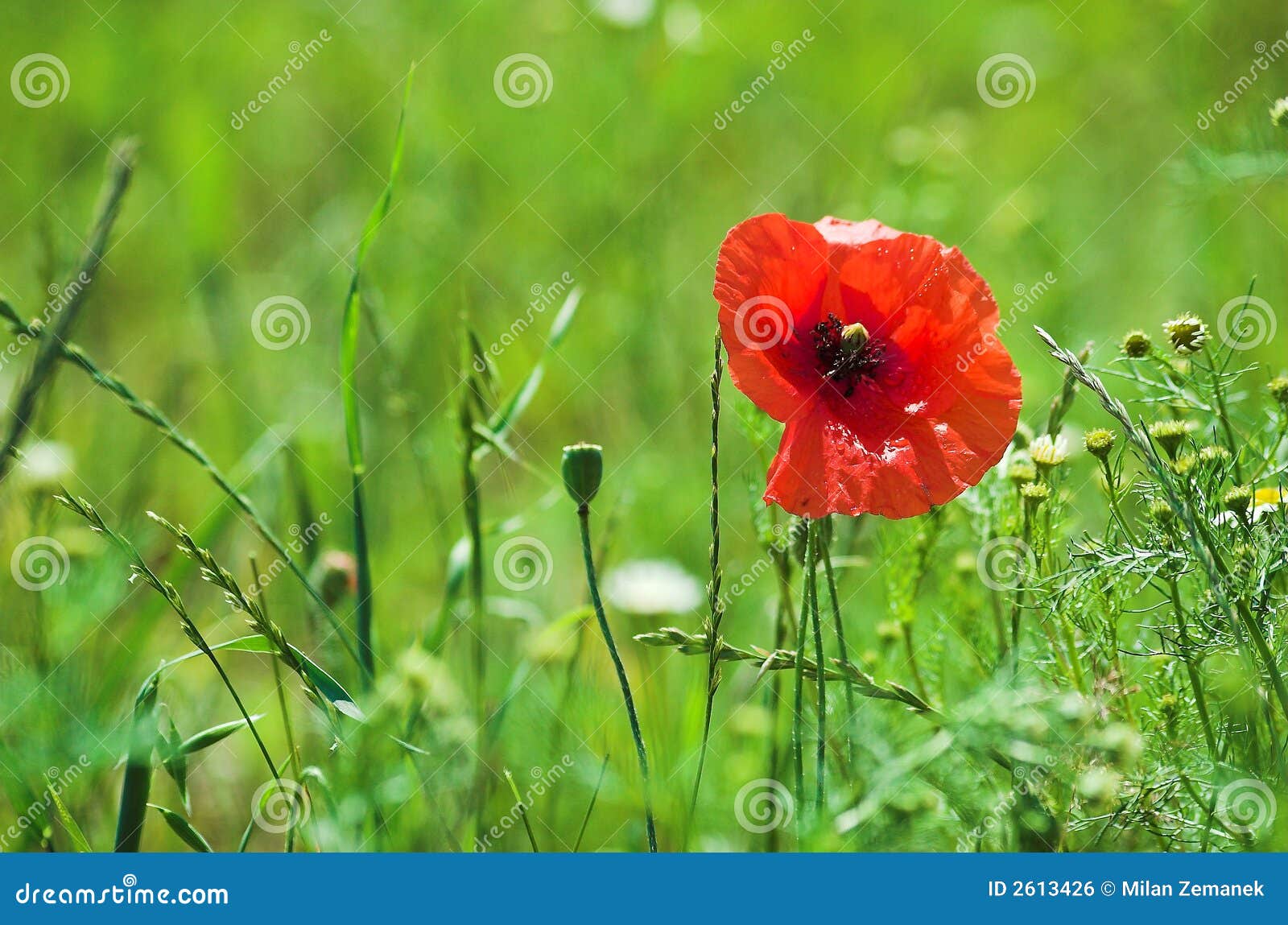 Red-weed stock photo. Image of nature, garden, landscape - 2613426