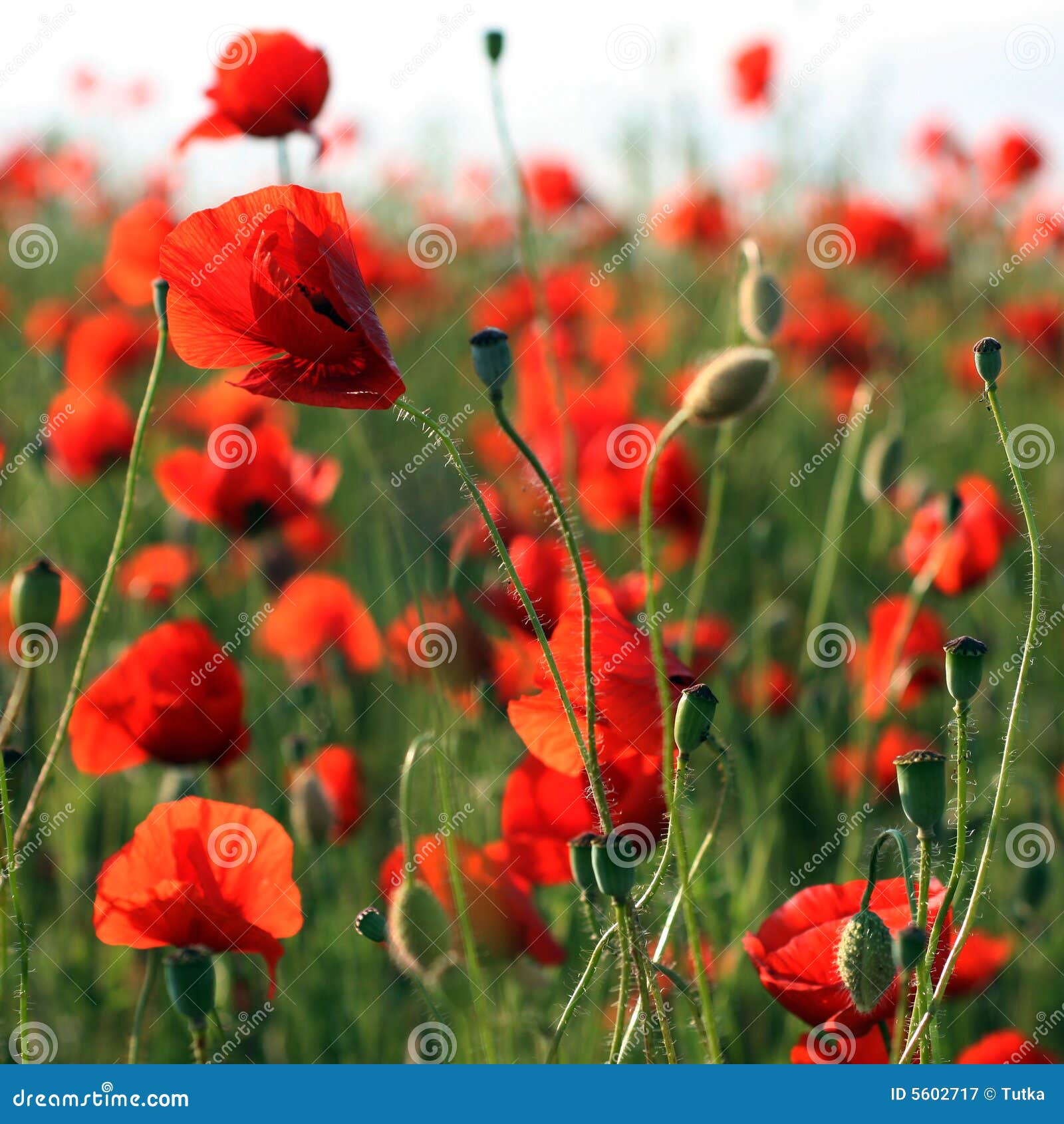 Red weed stock image. Image of poppy, weed, flower, green - 5602717