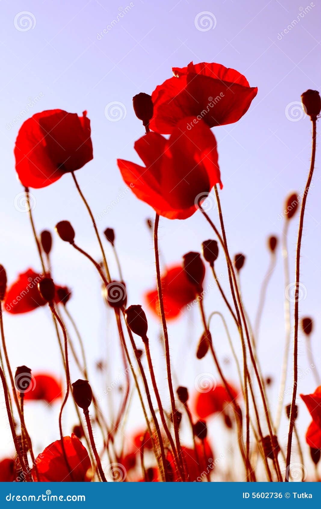 Red weed stock photo. Image of summer, plant, grass, green - 5602736