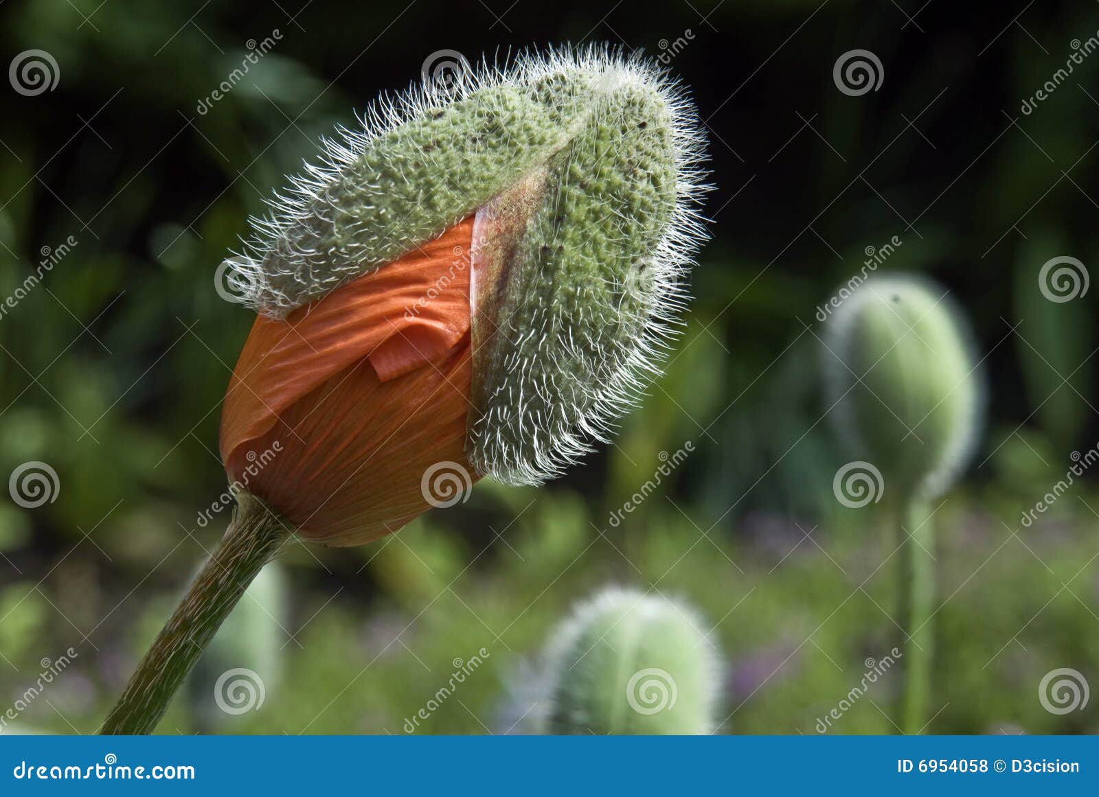 Red-weed stock photo. Image of macro, detail, poppy, weed - 6954058