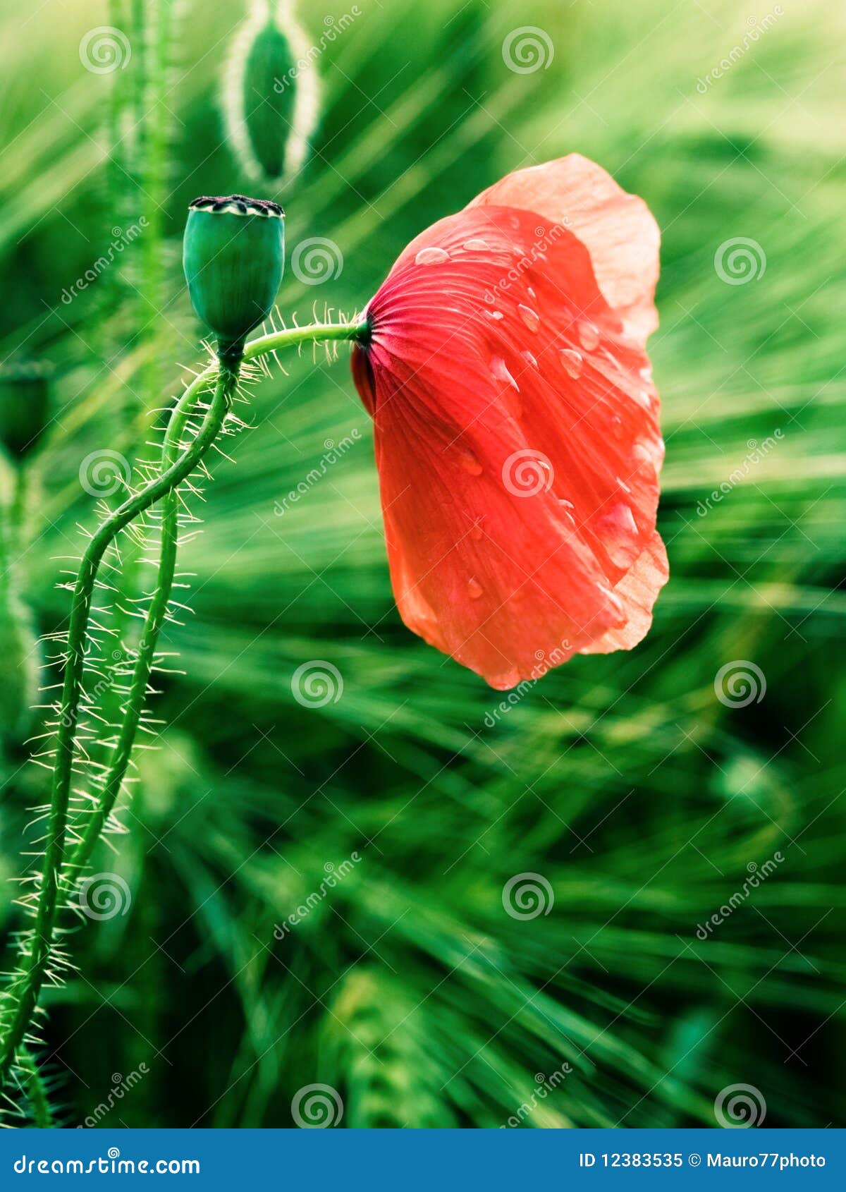 Red-weed with drops stock image. Image of agriculture - 12383535
