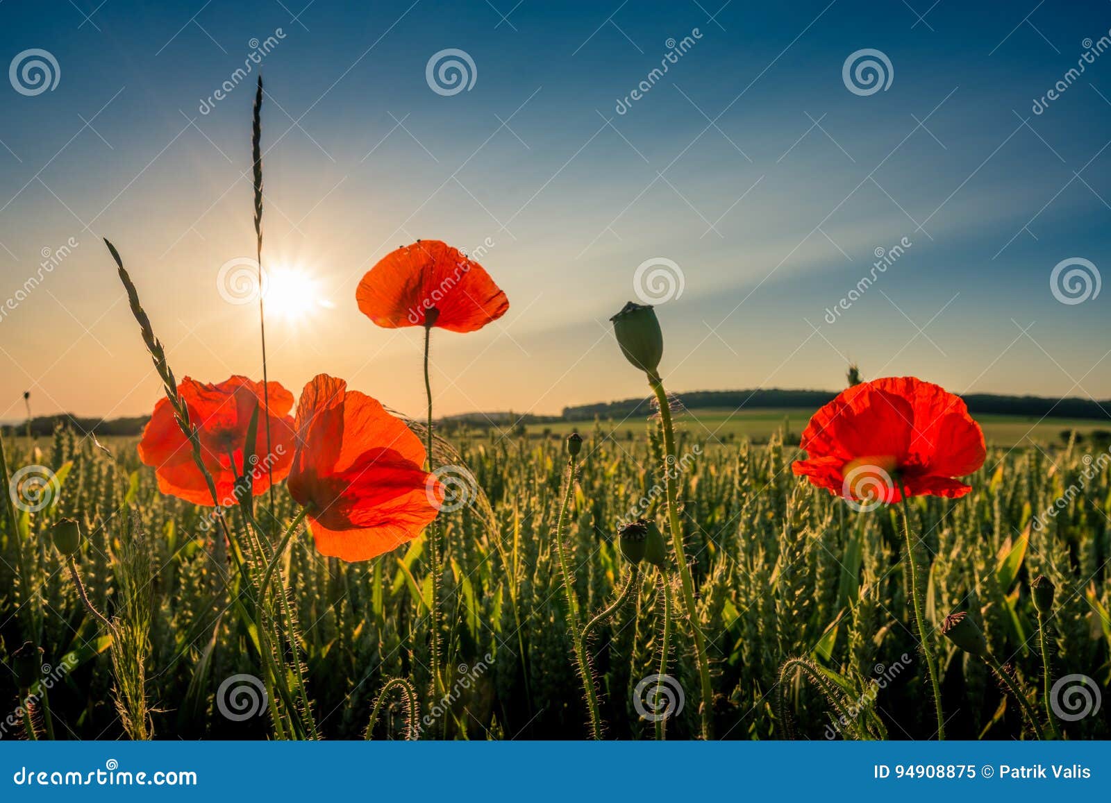 Red weed on a field. stock image. Image of grain, blossom - 94908875