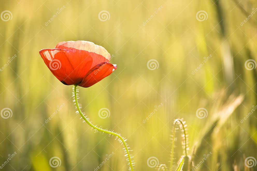 Red weed flower stock photo. Image of field, delicate - 6292294