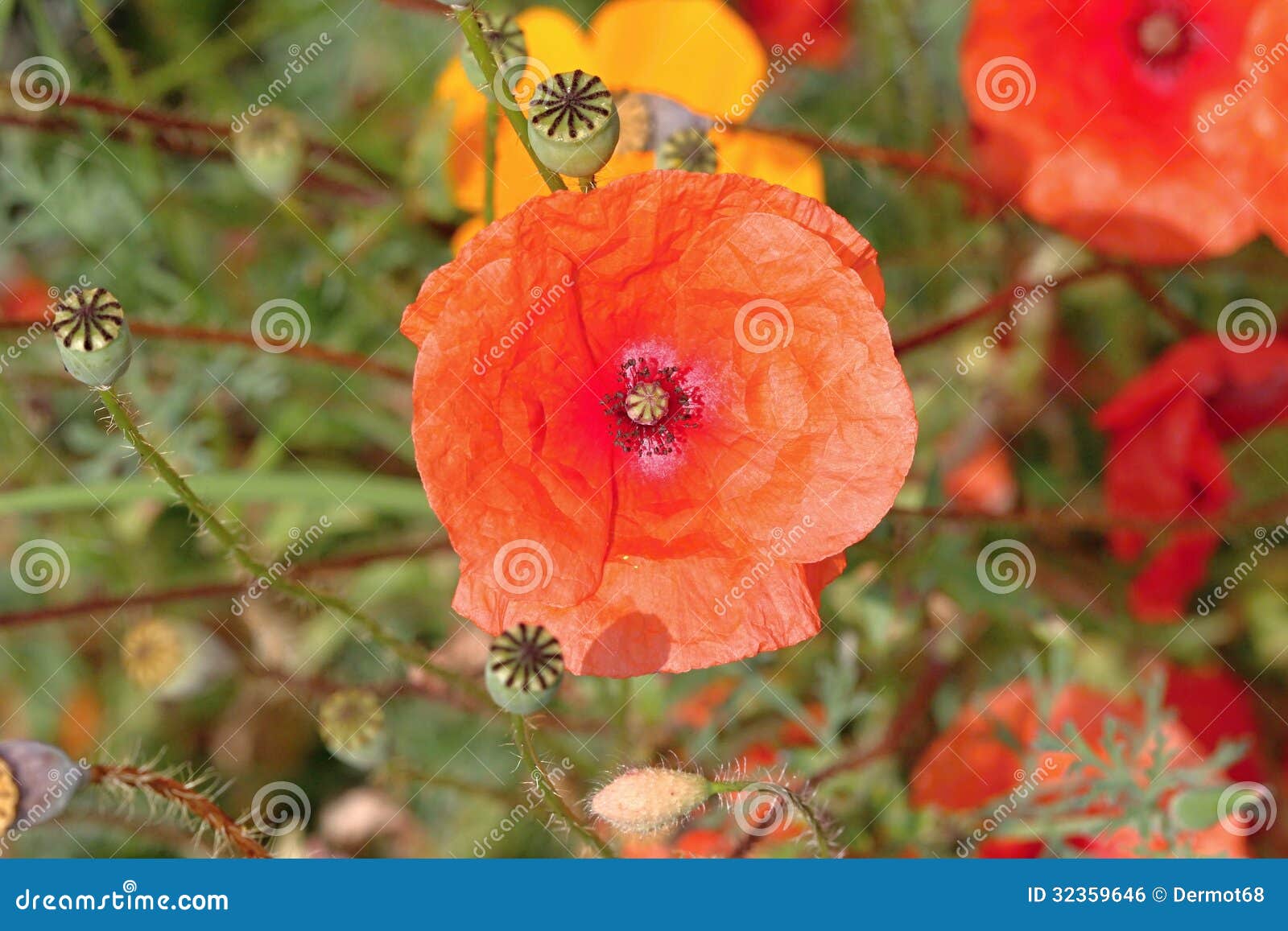 Red Weed Flowers stock photo. Image of blooming, bloom - 32359646