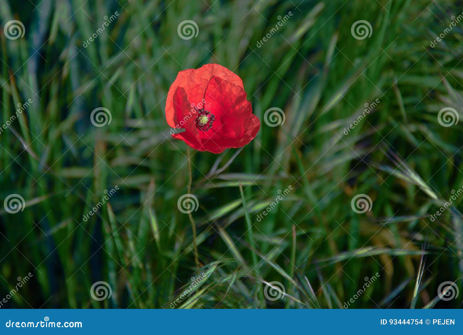 Red weed stock photo. Image of blooming, pistil, corn - 93444754