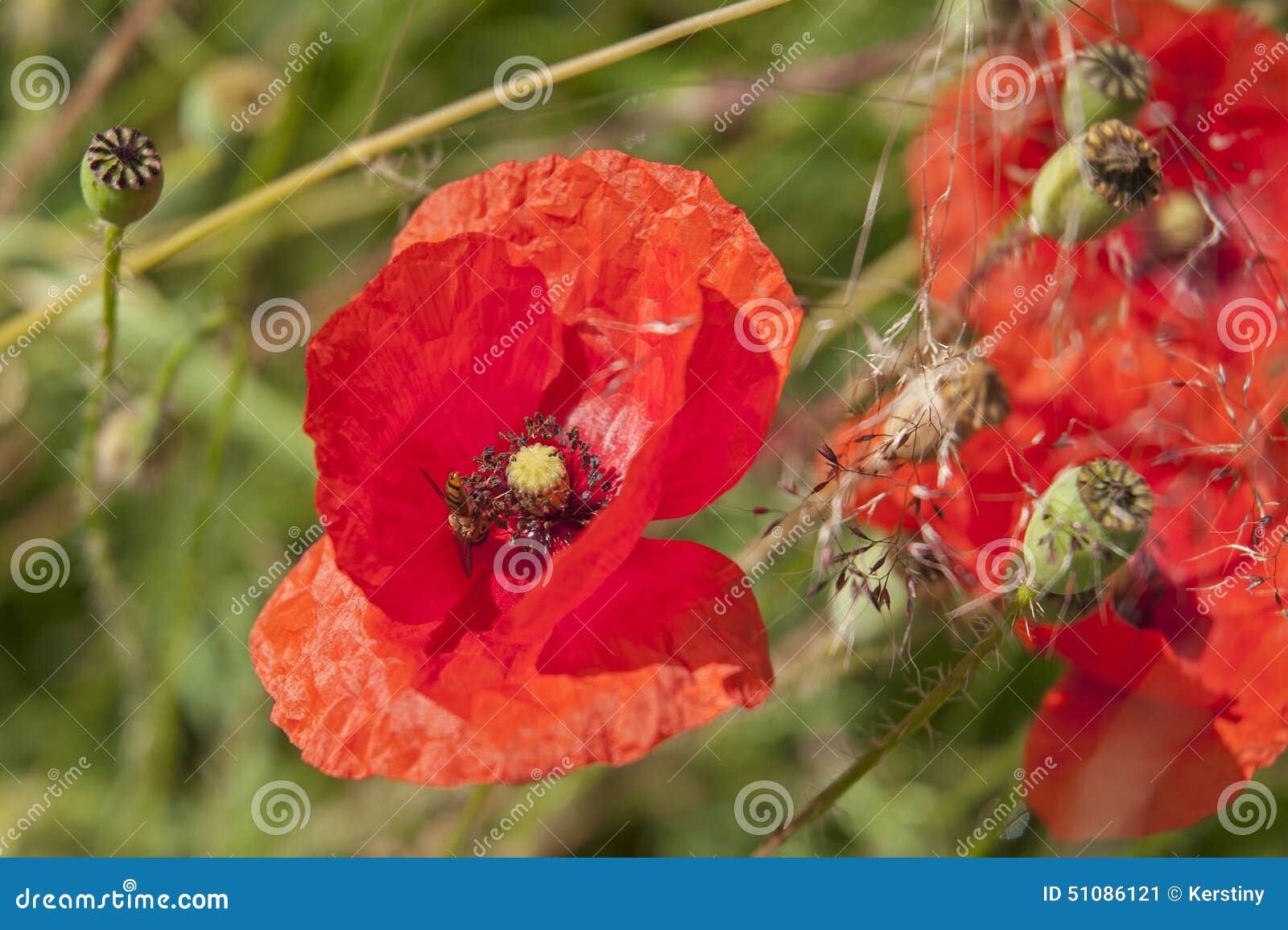 Red weed stock image. Image of seed, weed, nectar, park - 51086121
