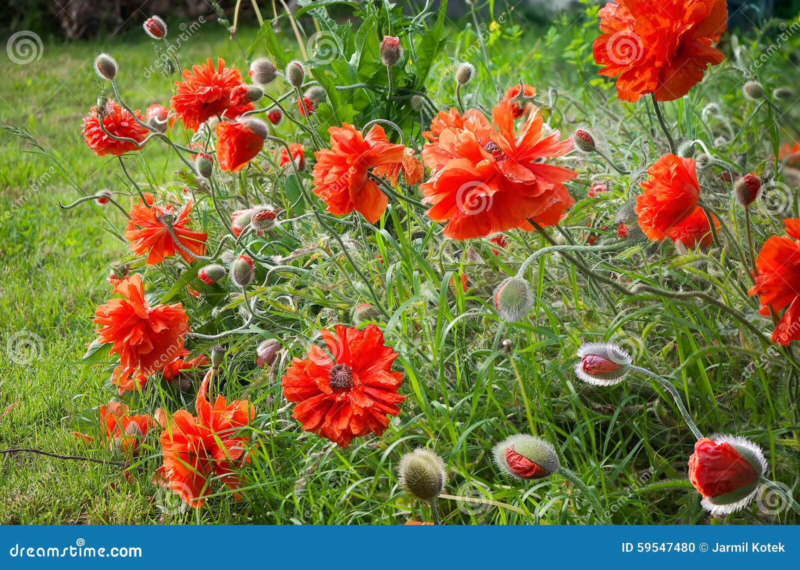 Red weed stock photo. Image of plant, nature, flower - 59547480