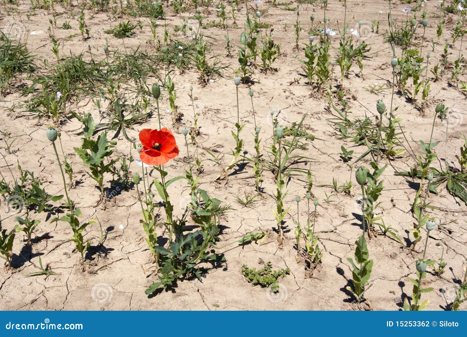 Red weed in poppy fields stock photo. Image of weed, rose - 15253362