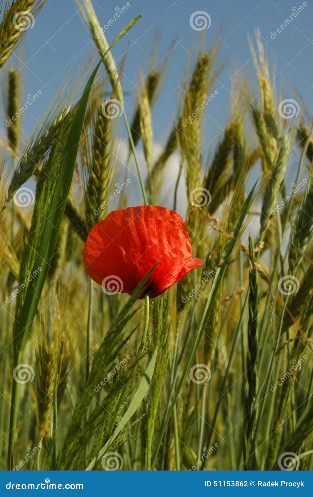 Red weed stock photo. Image of barley, barleyfield, flowers - 51153862