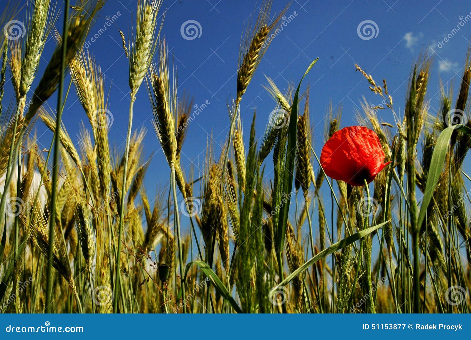 Red weed stock image. Image of orge, blue, people, flower - 51153877