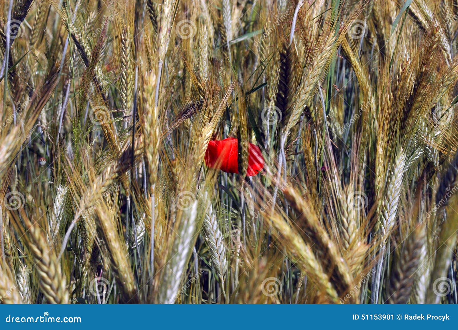 Red weed stock image. Image of rhoeas, outdoors, green - 51153901