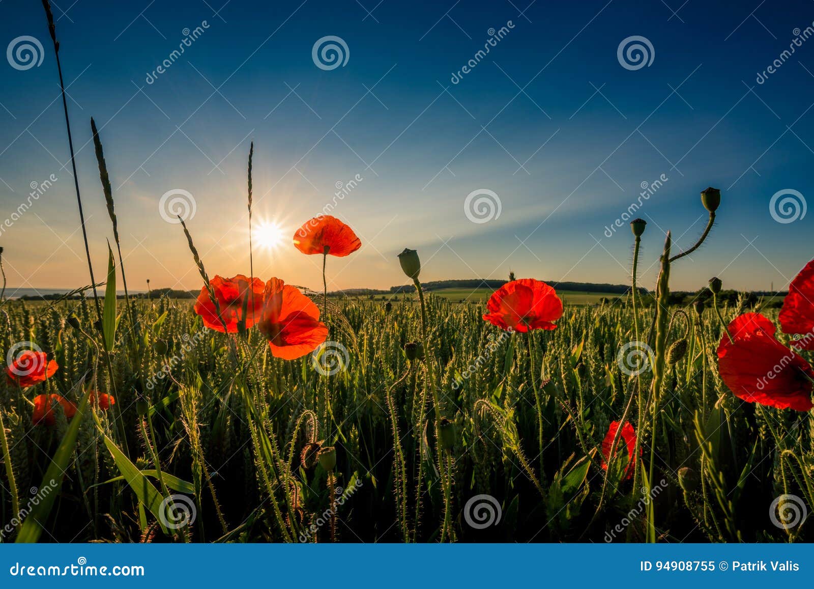 Red weed and wheat. stock image. Image of grass, harvest - 94908755