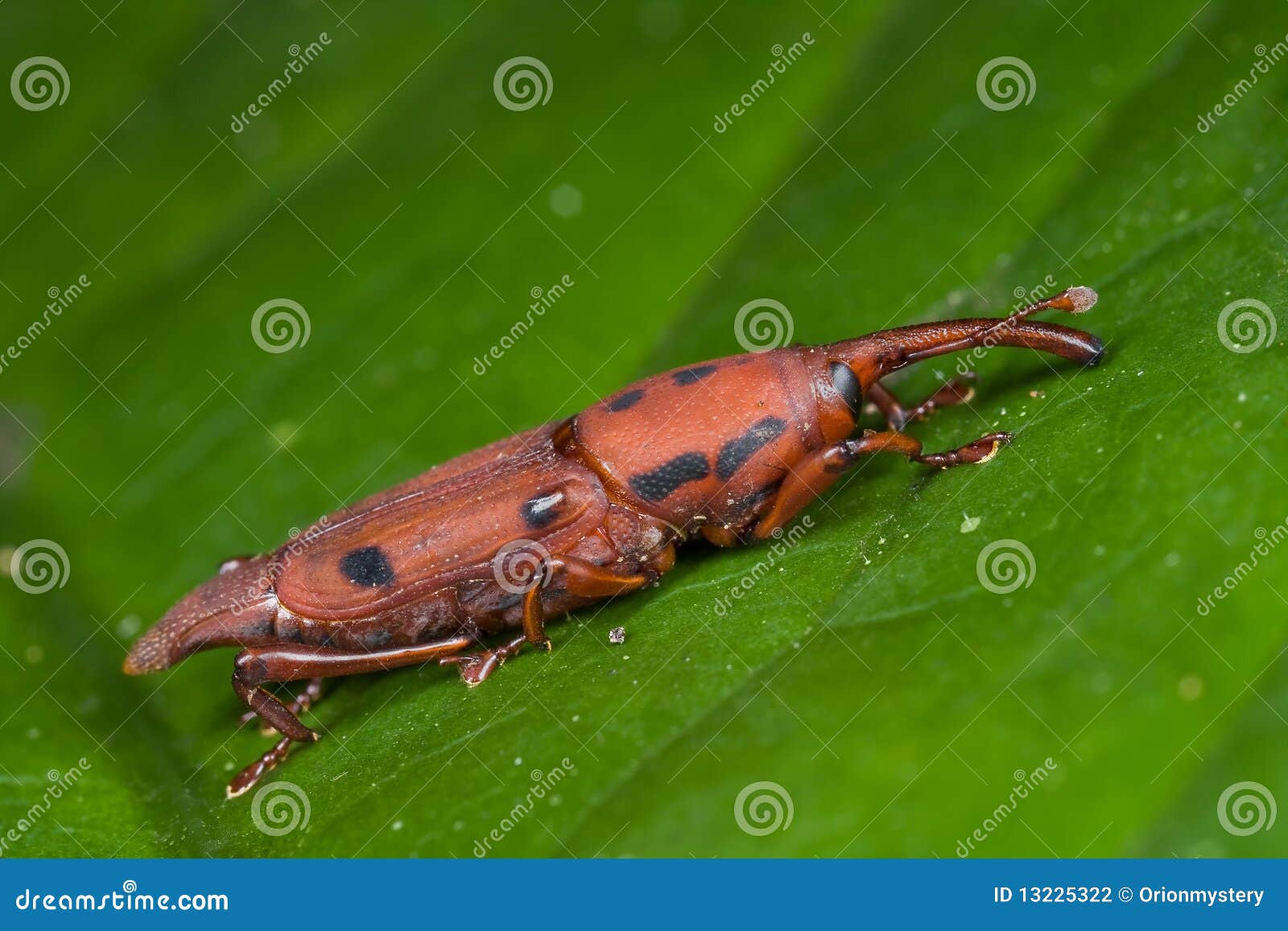 Red weevil stock photo. Image of garden, reddish, weevil - 13225322