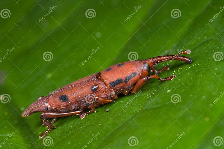 Red weevil stock photo. Image of garden, reddish, weevil - 13225322