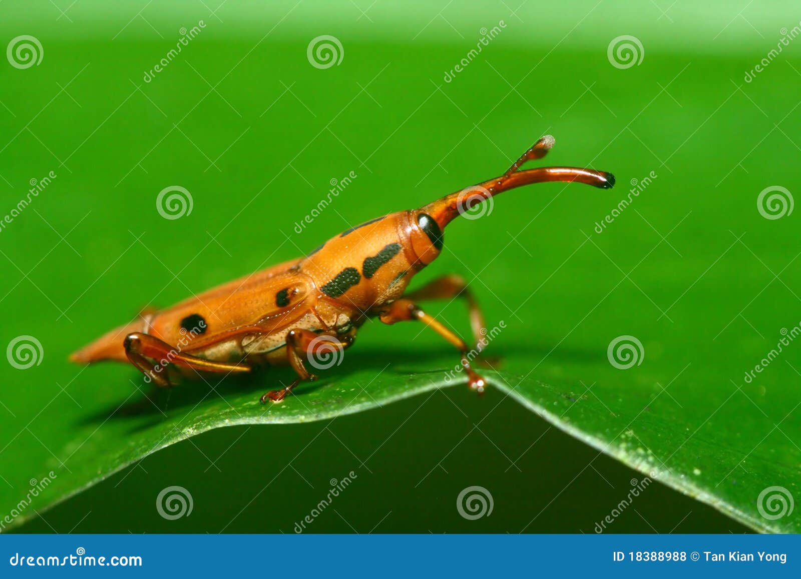 Red Weevil stock photo. Image of curculionidea, macro - 18388988