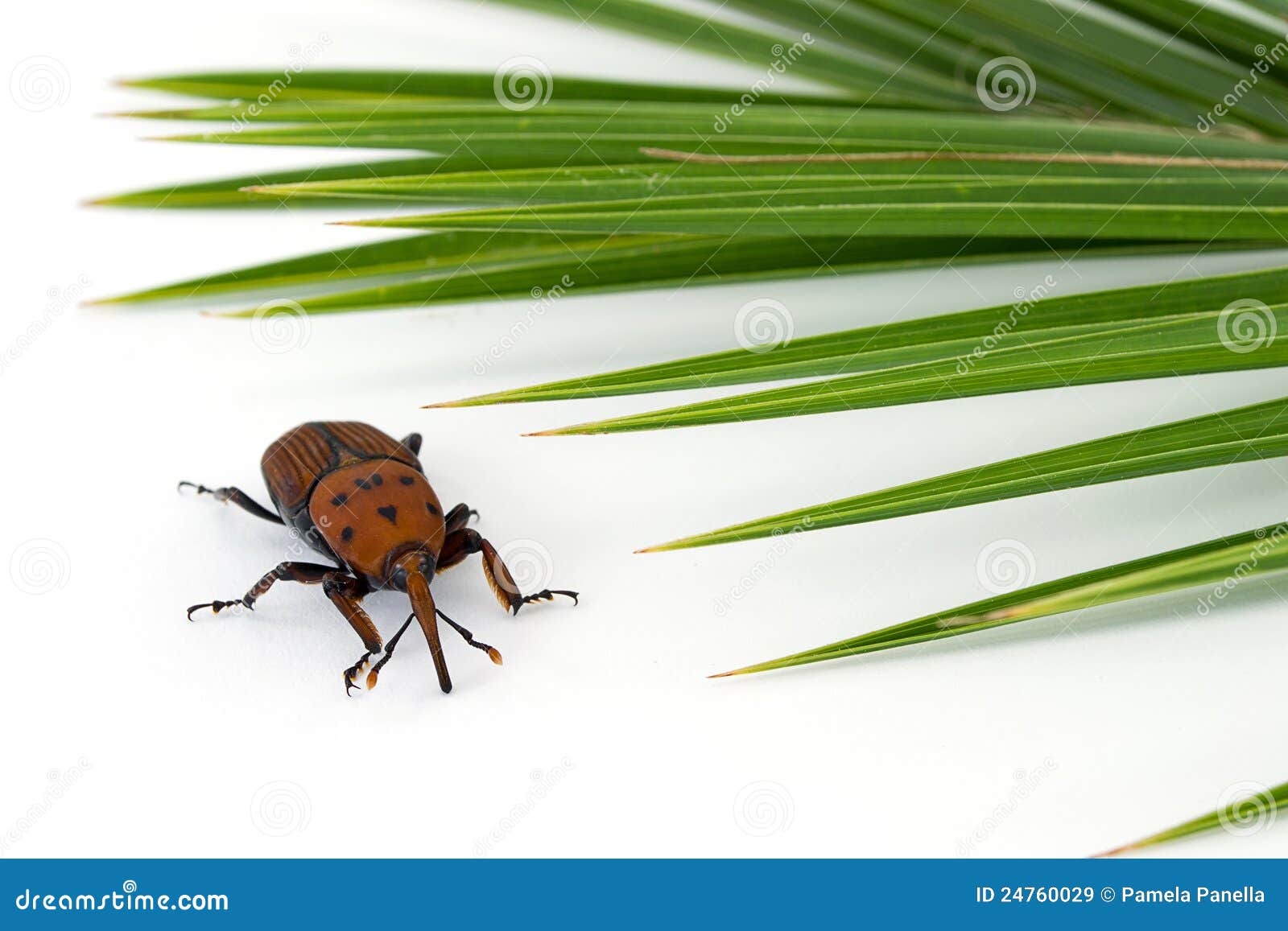 Red weevil insect stock image. Image of guinea, rhynchophorus - 24760029
