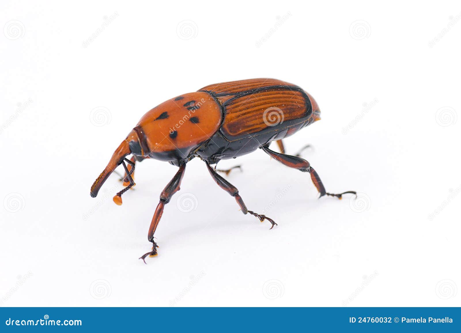Red weevil insect stock photo. Image of puparhynchophorus - 24760032