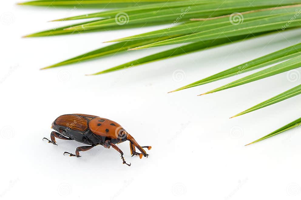 Red weevil insect stock photo. Image of curved, cocos - 24760044