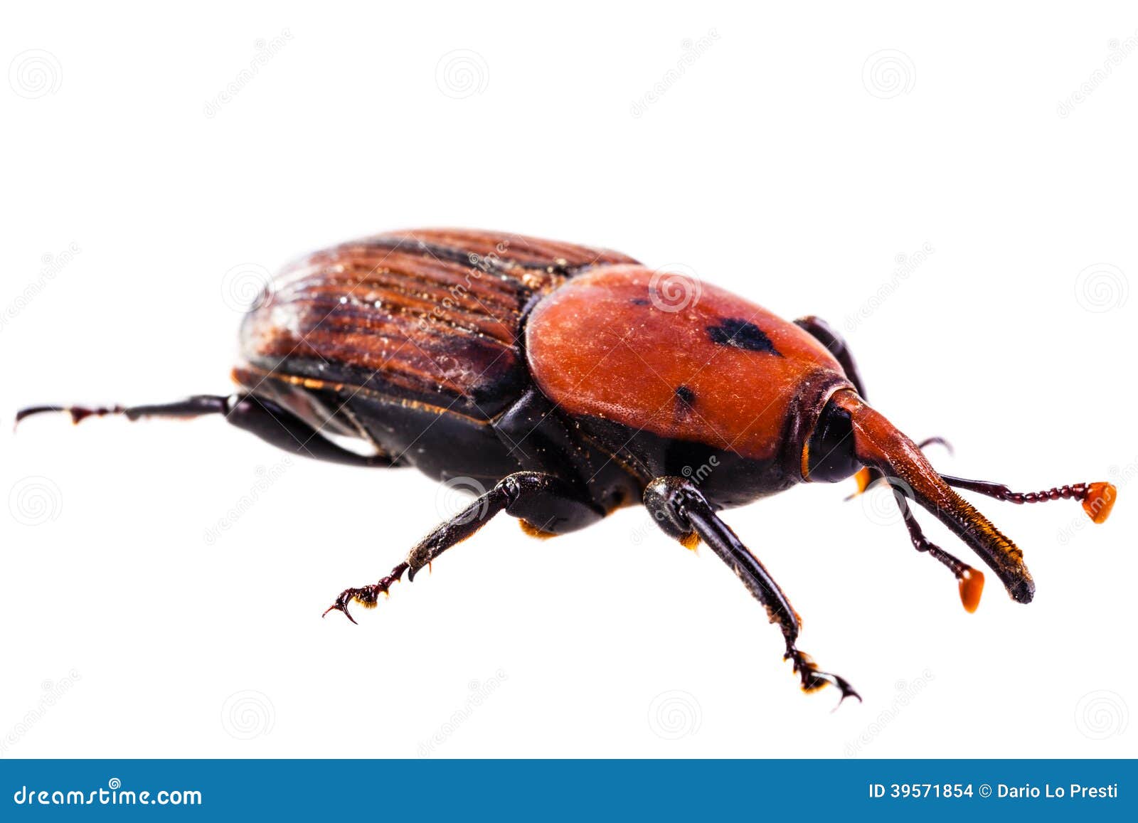 Red weevil stock photo. Image of curculionidae, antennae - 39571854