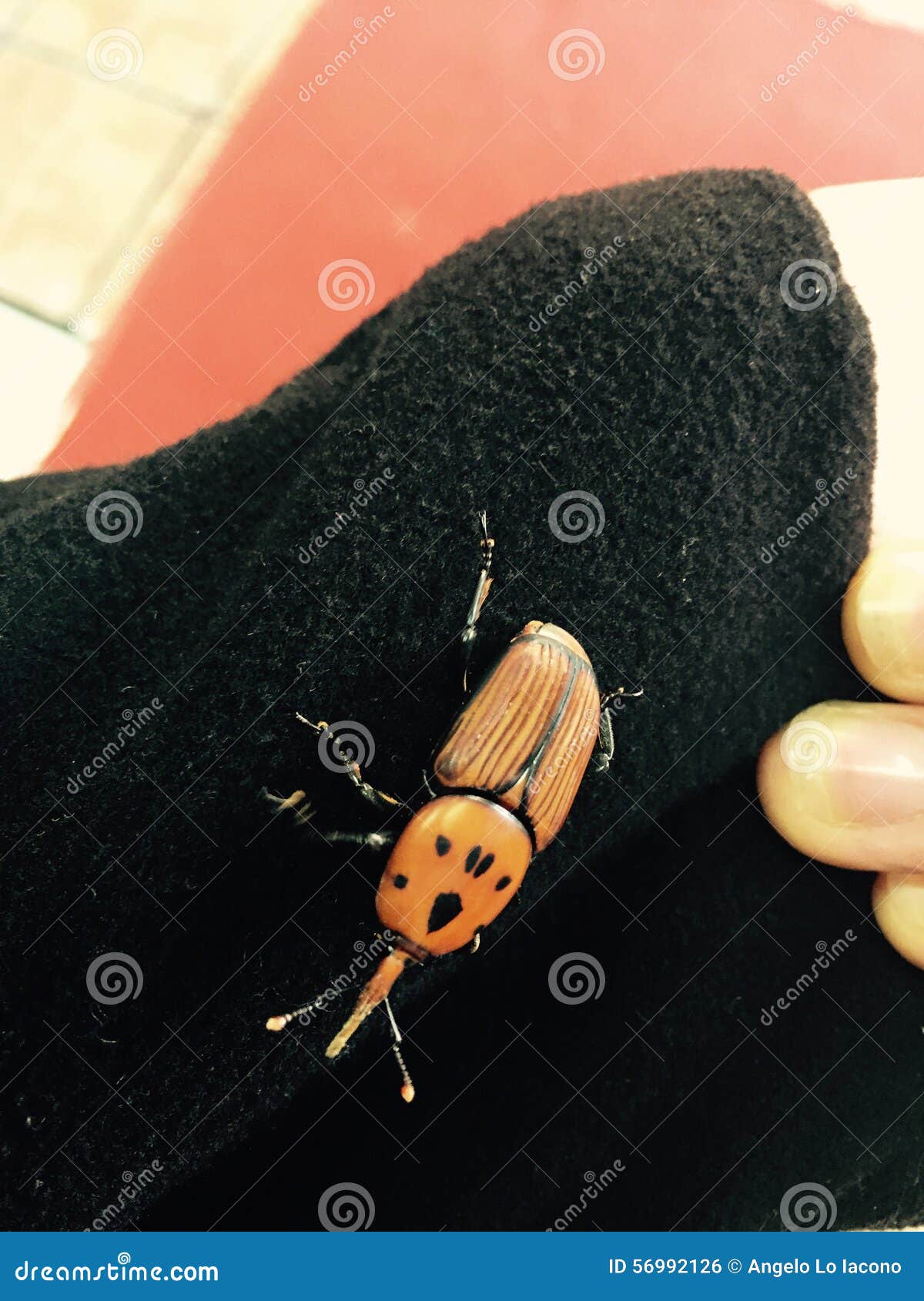 Red weevil stock photo. Image of weevil, palm, killer - 56992126