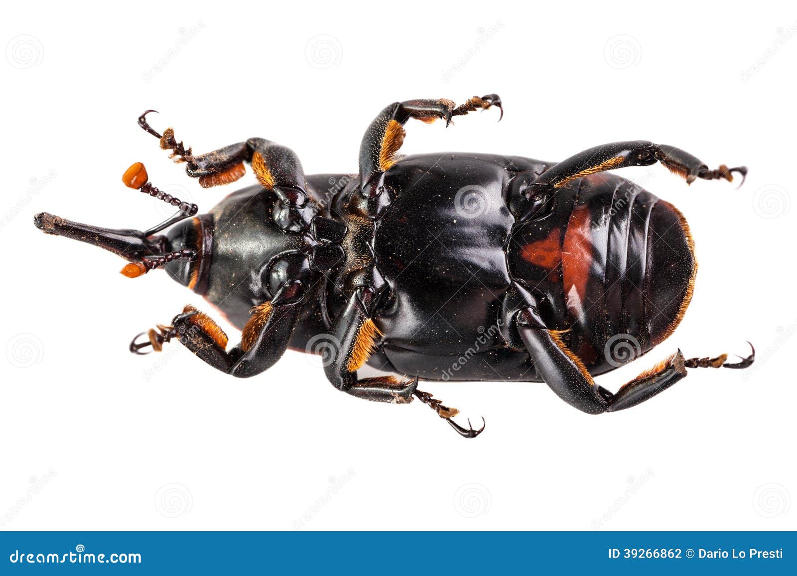 Red weevils belly stock photo. Image of cutout, palm - 39266862