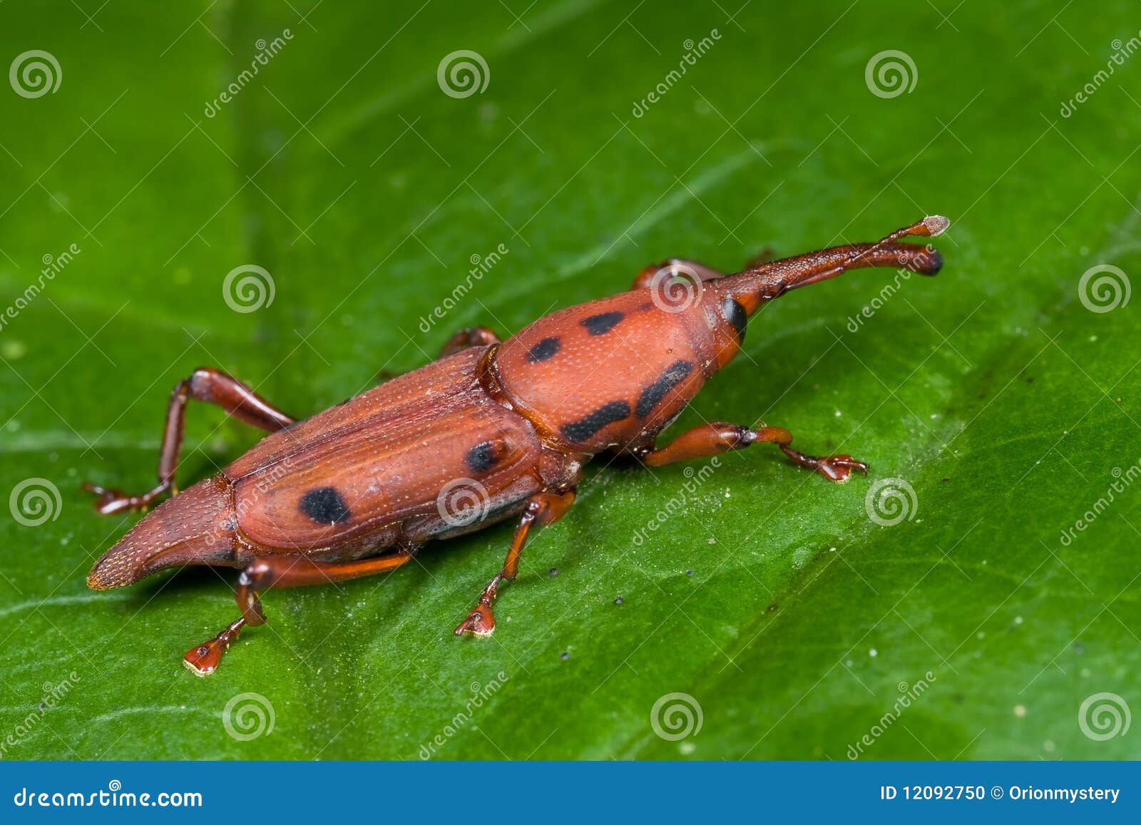 Red weevil/snout beetle stock photo. Image of leaf, brown - 12092750
