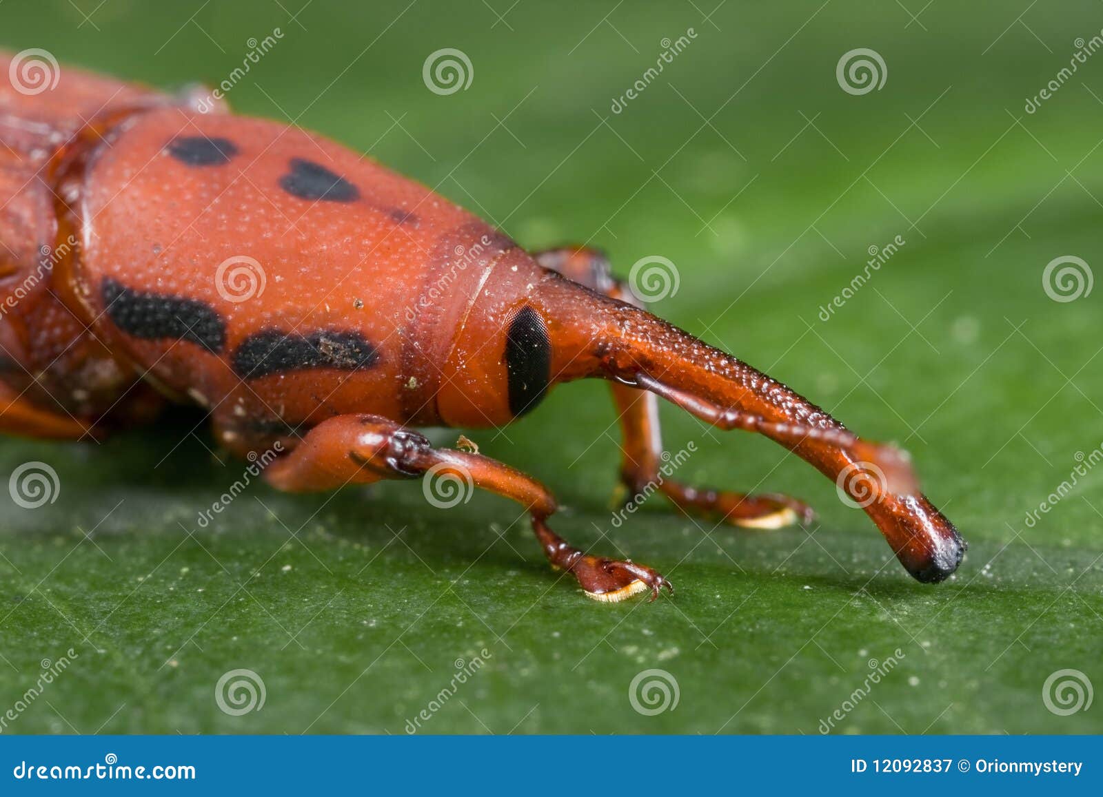 Red weevil/snout beetle stock image. Image of antenna - 12092837
