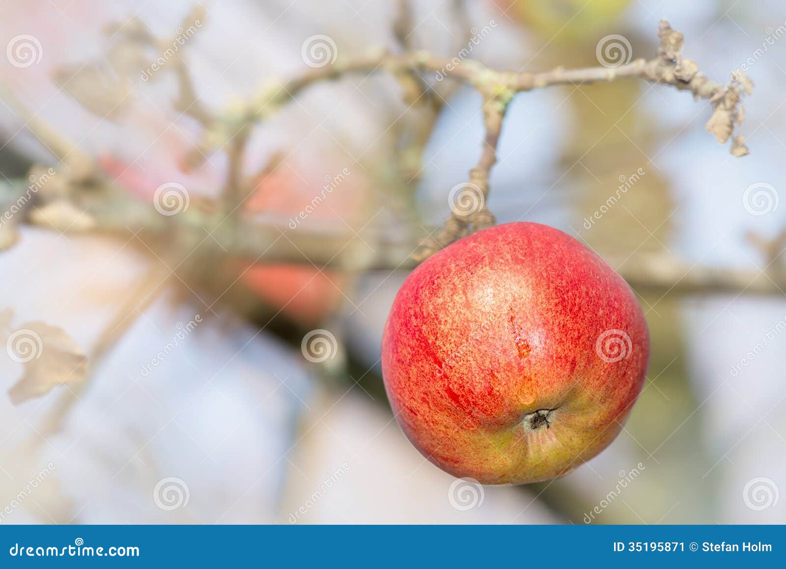 Red wet apple on a branch stock image. Image of juicy - 35195871