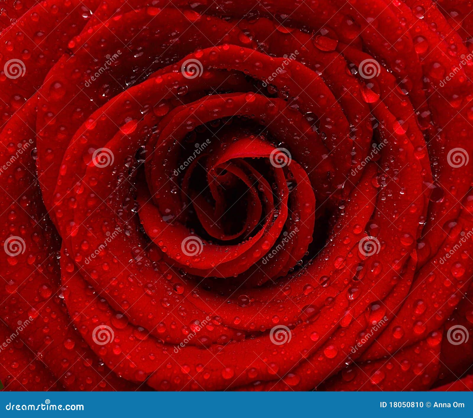 12,840 Background Wet Red Rose Stock Photos - Free & Royalty-Free Stock ...
