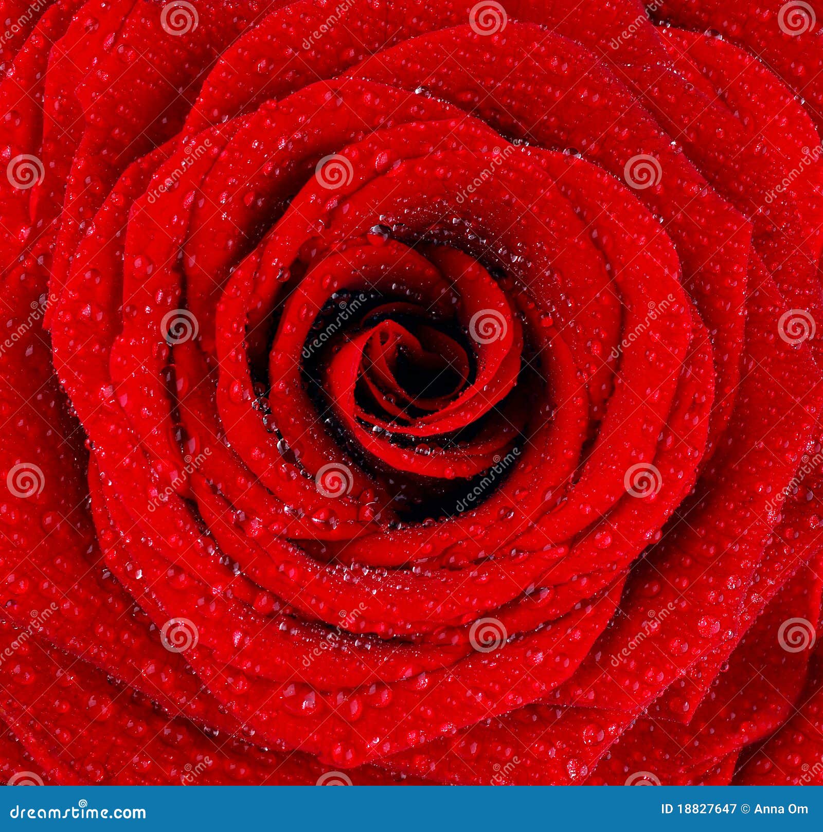 Red wet rose background stock image. Image of abstract - 18827647