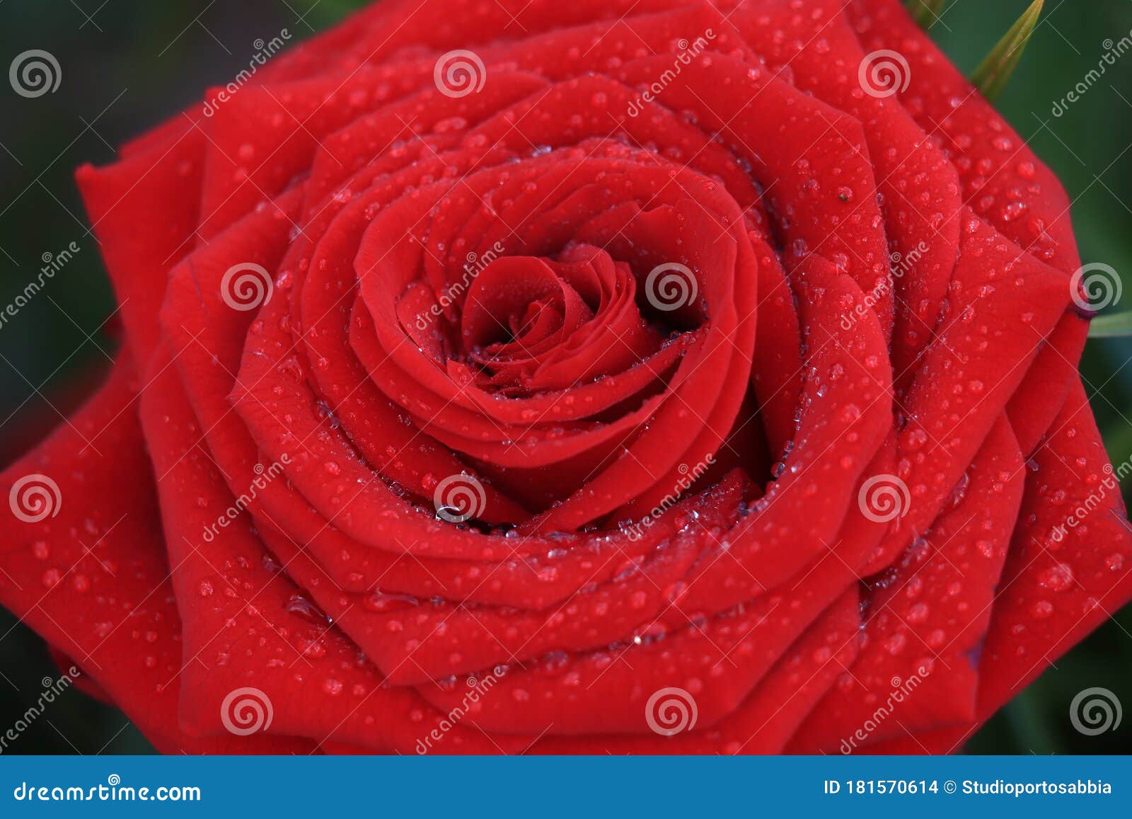 Red wet rose stock photo. Image of botany, nature, botanical - 181570614
