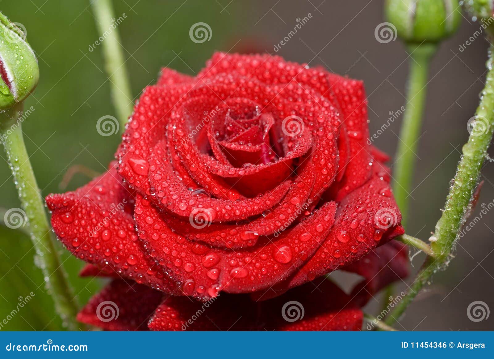 Red Wet Rose with Water Droplets Stock Photo - Image of garden, beauty ...