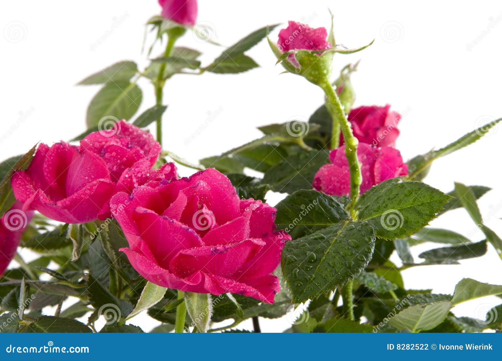 Red wet roses stock photo. Image of drops, nature, pink - 8282522
