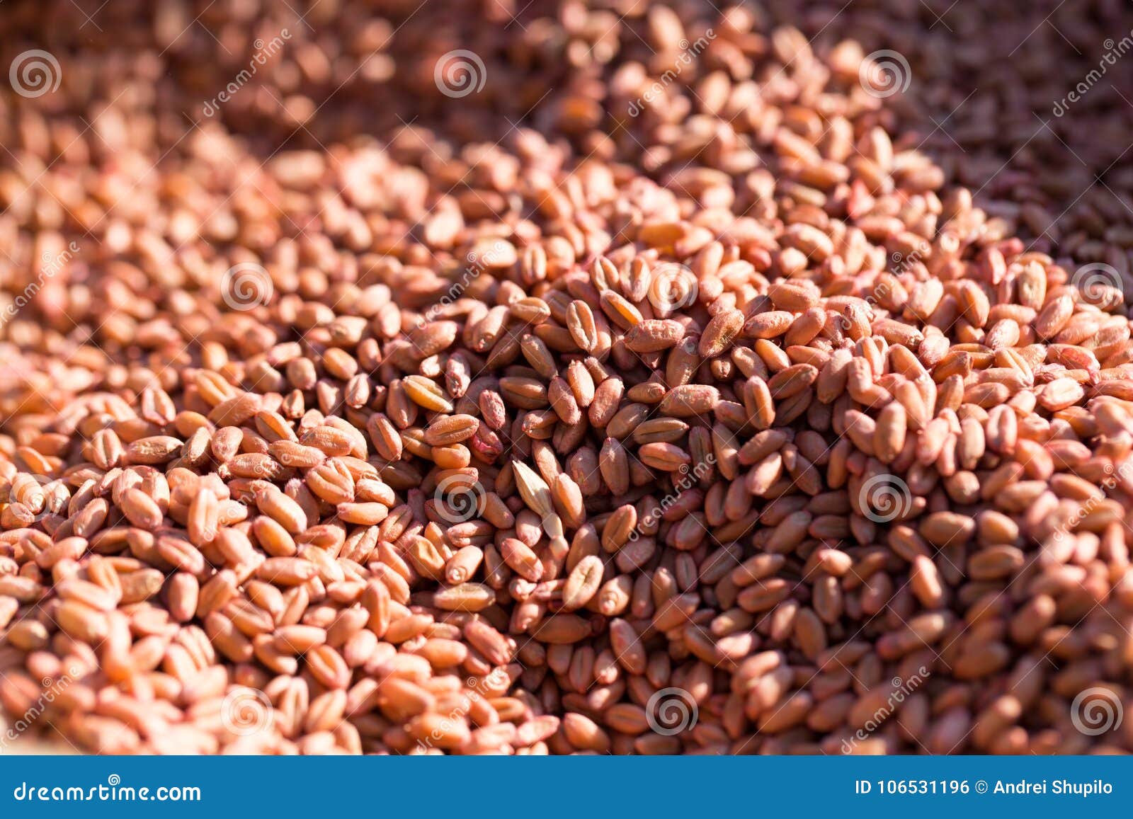 Red wheat as background stock photo. Image of grains - 106531196