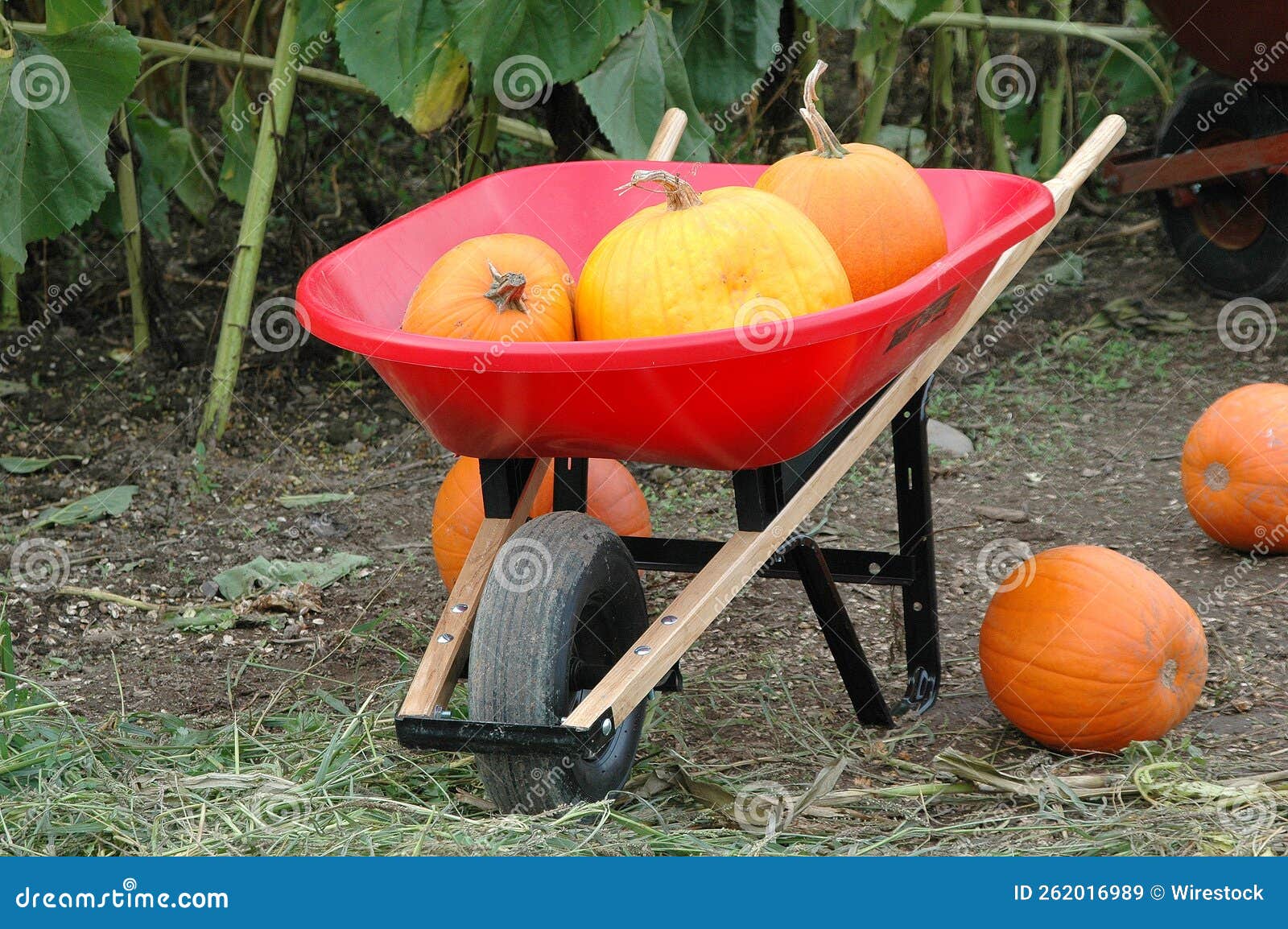 Red Wheelbarrow with Pumpkins on the Farm after Harvest Stock Image ...