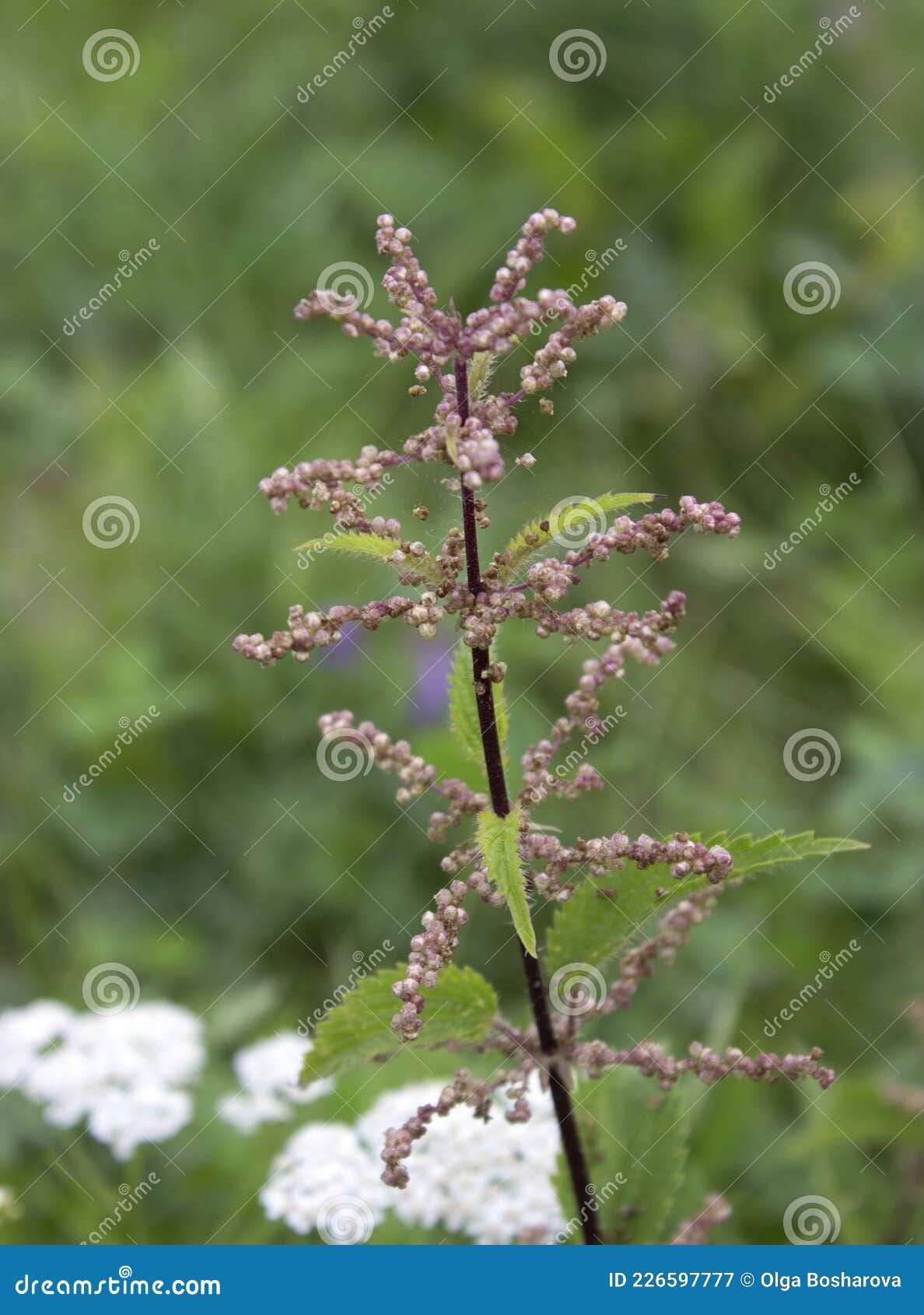 Red Whips of Stinging Nettle Stock Image - Image of nettles, leaves ...
