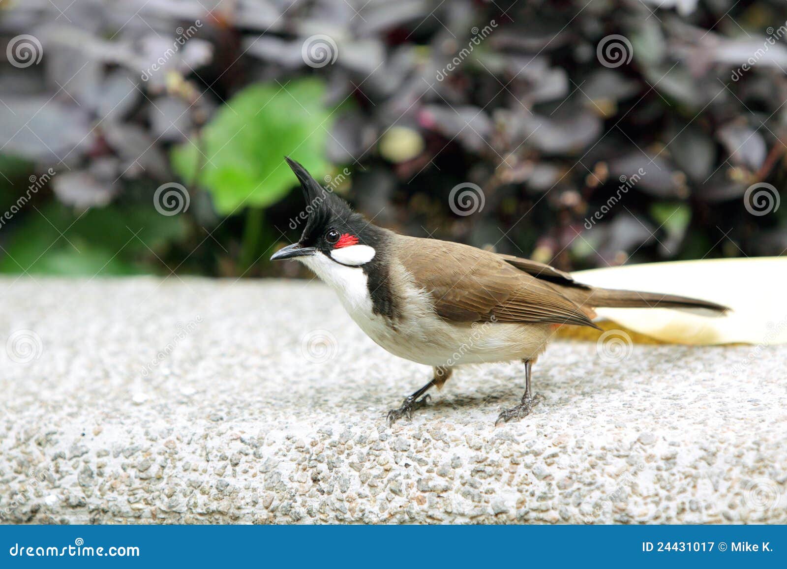 Red-whiskered Bulbul stock image. Image of powder, animals - 24431017