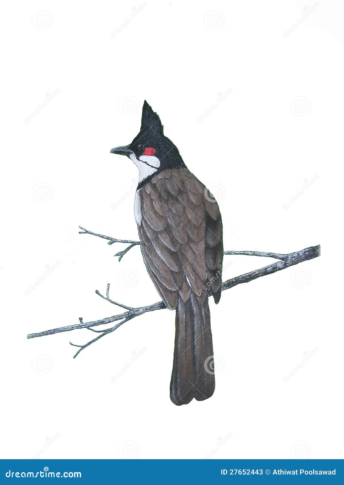 Red-whiskered Bulbul stock illustration. Illustration of sale - 27652443