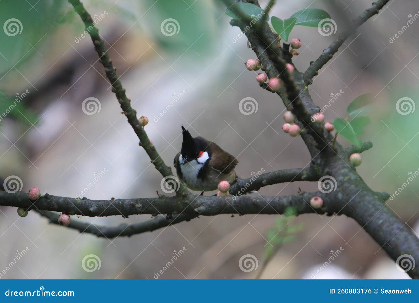A Red Whiskered Bulbul Bird , the Bird Concept Stock Photo - Image of ...